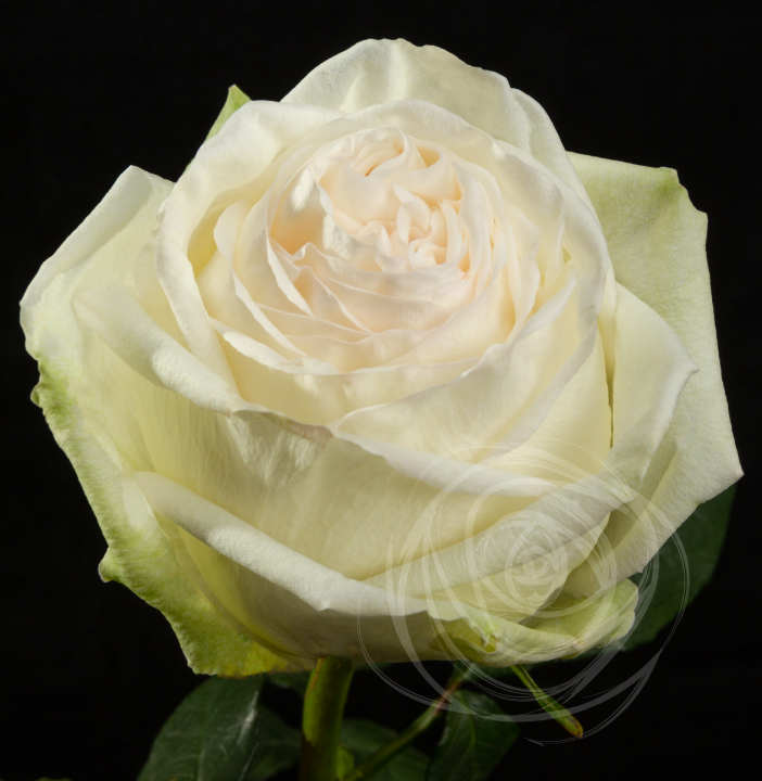 White Ohara variety rose - AltaSierra